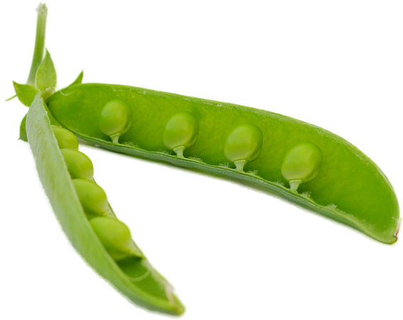 Download Pod Png PNG Image with No Background - PNGkey.com