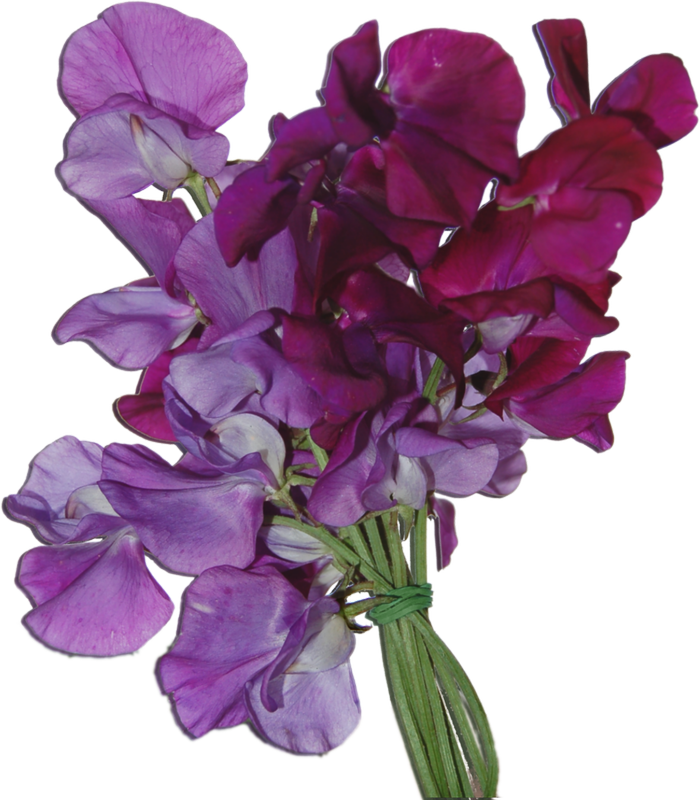Download 13777058 - Sweet Pea Flowers Png PNG Image with No Background ...