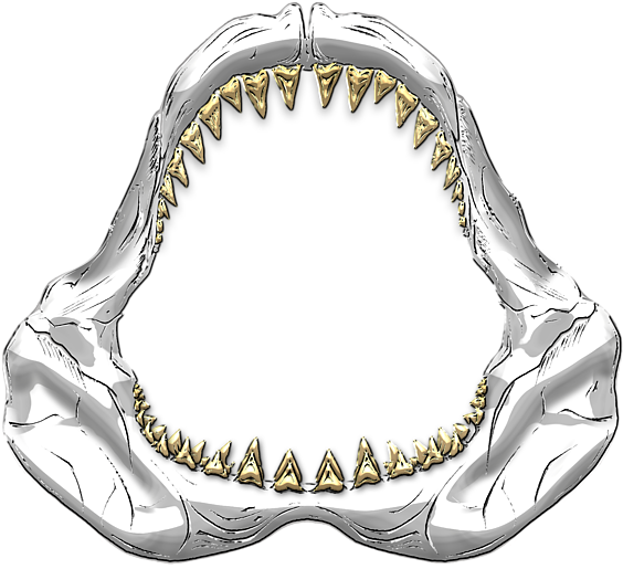 Download Shark Drawing Jaws - Great White Shark Jaws Drawing PNG Image ...