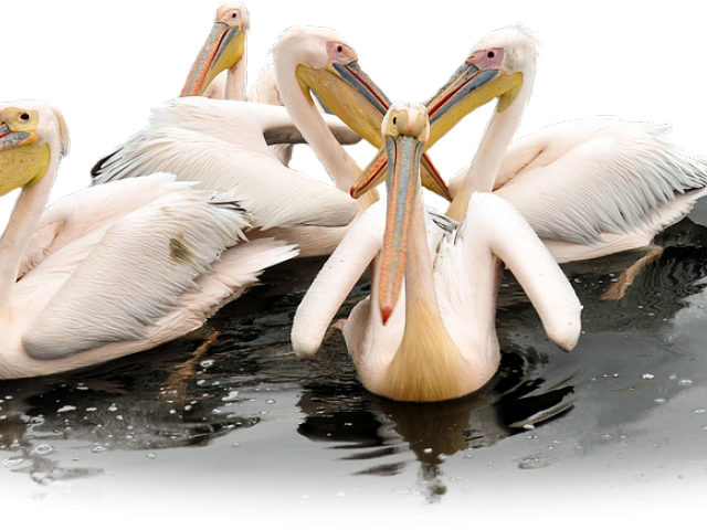 Pelican Png Transparent Images - Motivation - Free Transparent PNG ...