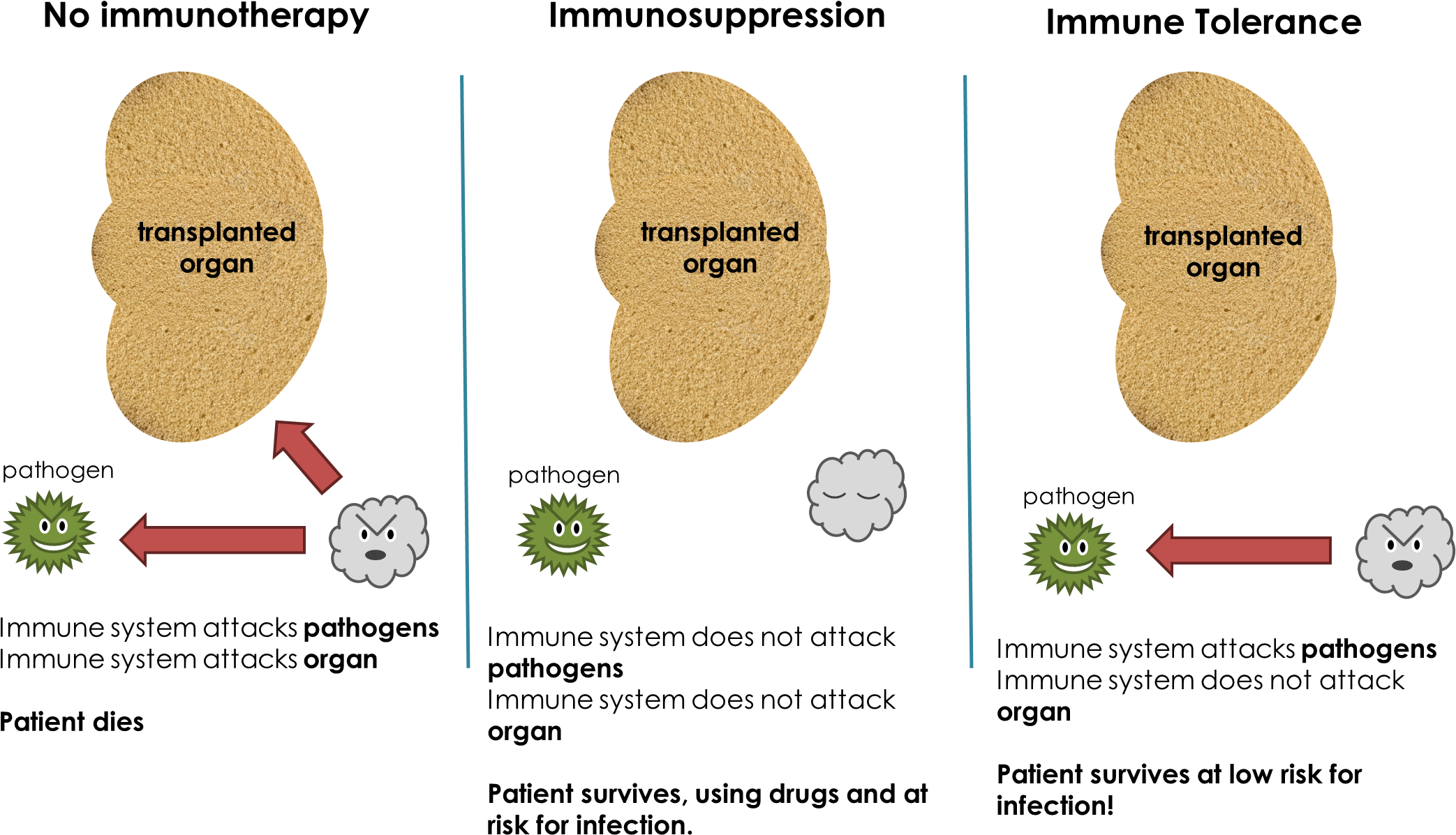 Download Immune Tolerance Def - Tree PNG Image with No Background ...
