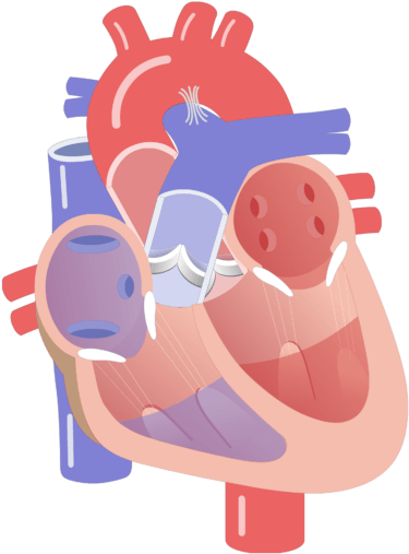 Download Movement Of The Heart Valves Animation Slide - Cardiac Cycle 6 ...
