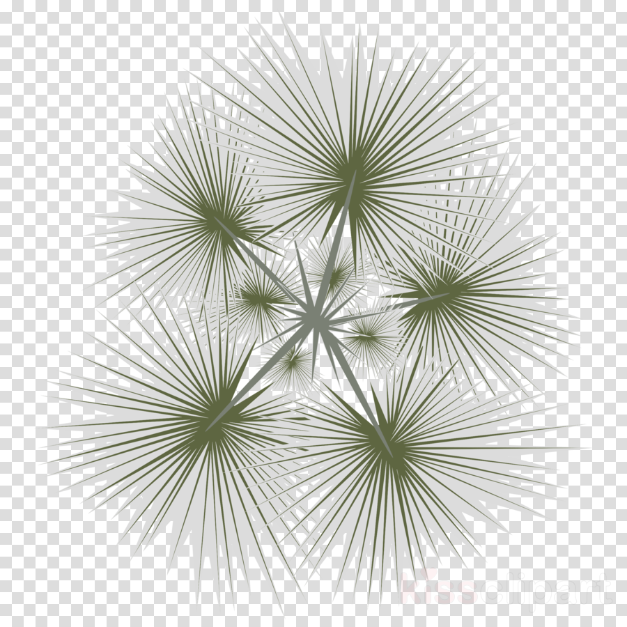 Download Download Trees 2d Png Top View Clipart Palm Trees Tree PNG ...