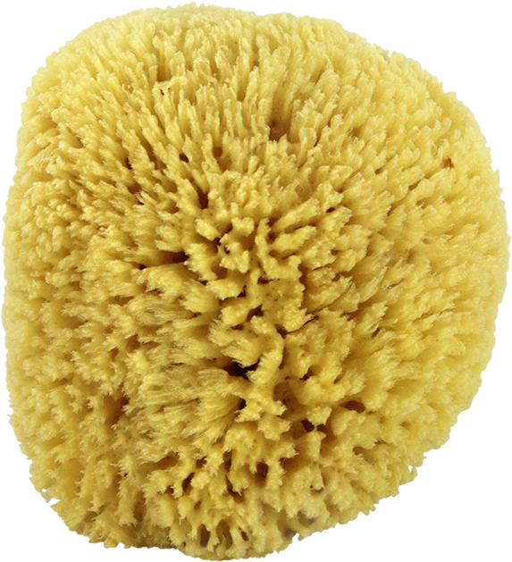 Download Natural Sea Sponge - Sponge PNG Image with No Background ...