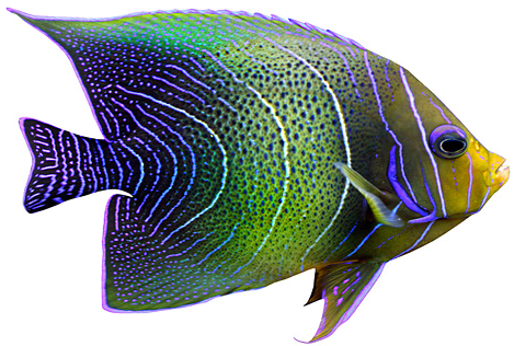 Tropical Fish Png - Exotic Fish Png - Free Transparent PNG Download ...