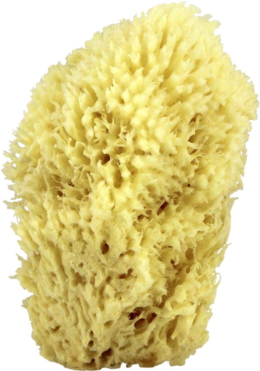 Sea Wool Natural Bath Sponge 6" - Sea Sponge Png - Free Transparent PNG ...