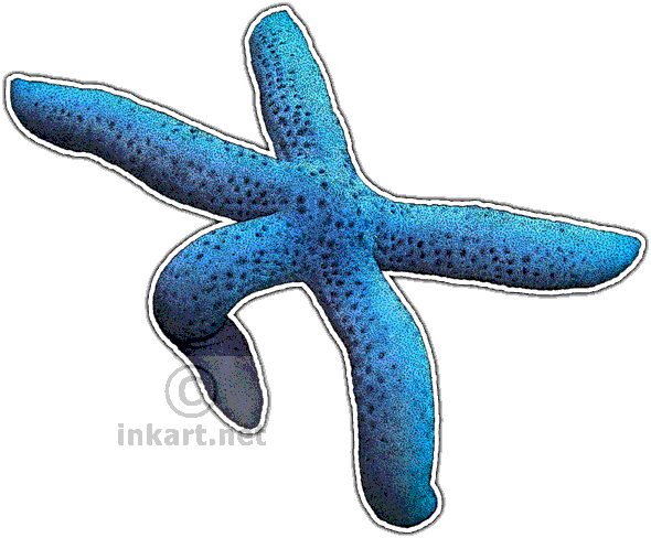 Blue Sea Star Decal - Starfish - Free Transparent PNG Download - PNGkey