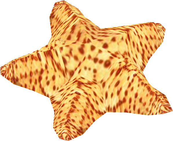 Cushion Sea Star - Starfish - Free Transparent PNG Download - PNGkey