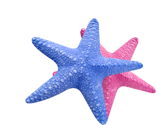 Download Sea Star Transparent - Sea Star Png Transparent PNG Image with ...
