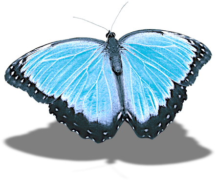 Download Butterfly, Png, Without Background, Shadow - Lepidoptera PNG ...
