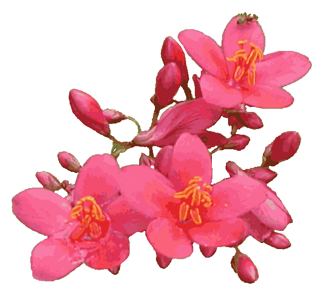 Download Animated Pink Flowers - Flower Gif With Transparent Background ...