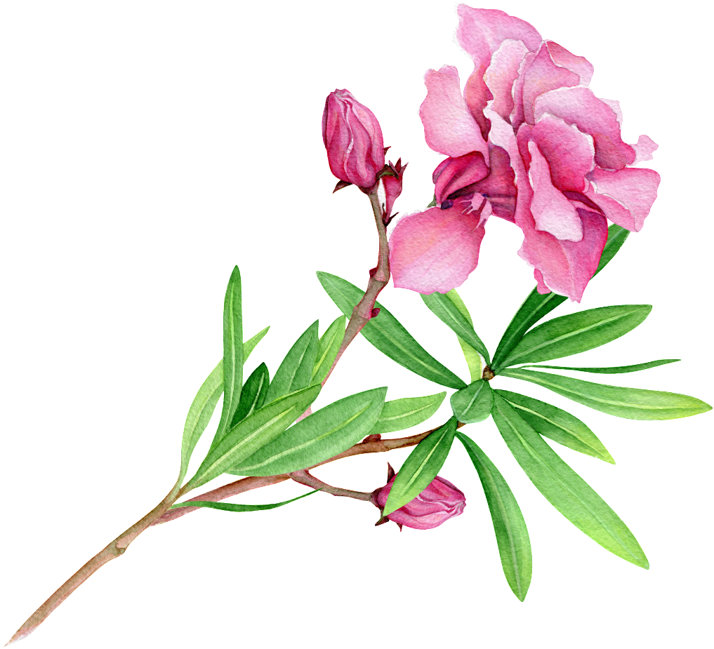 Download Fen Green Flower Branch Cartoon Transparent - Ein Letzter Tanz ...