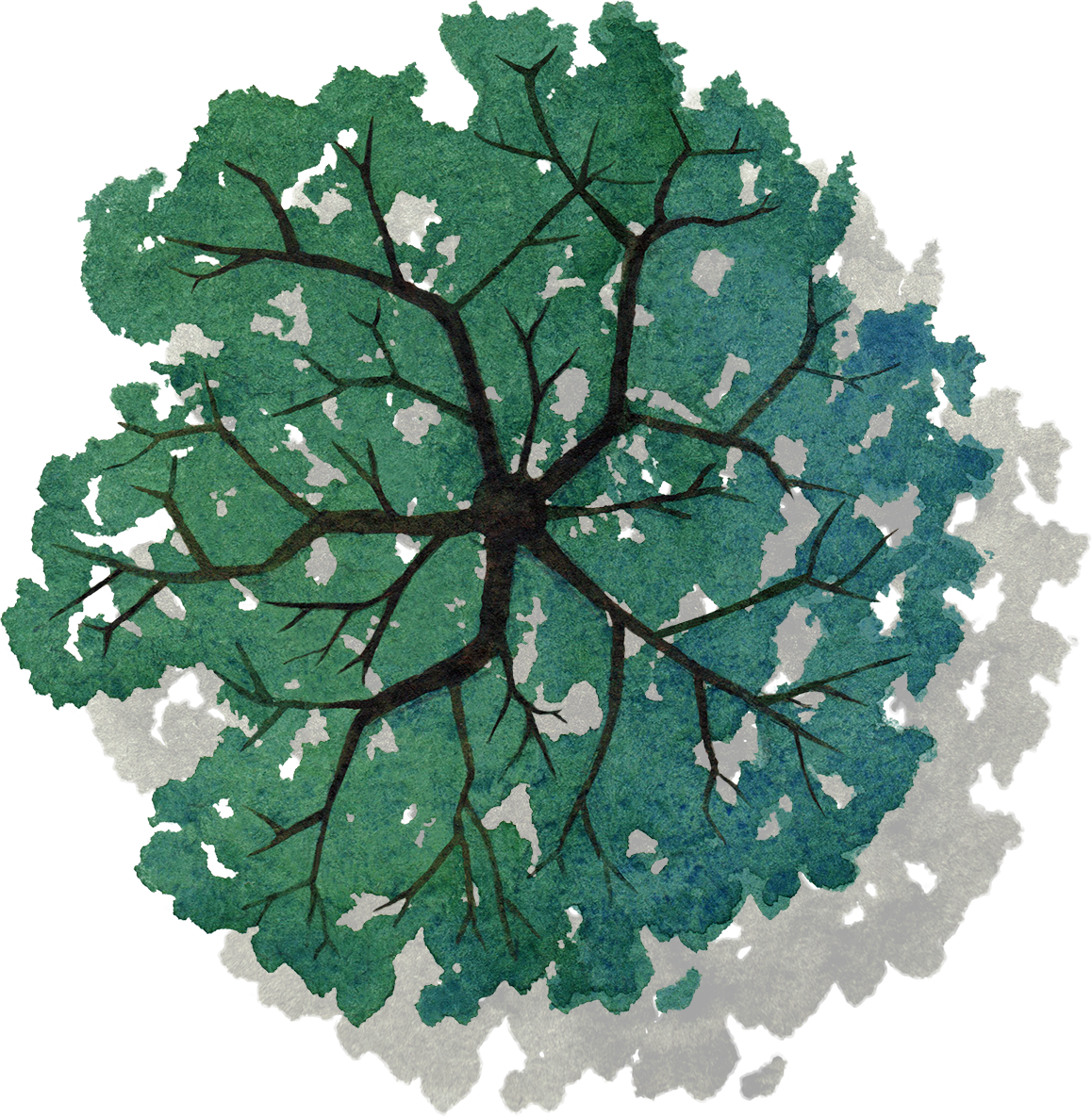Forest Tree Top View Tree Top View Tree Top View Png - vrogue.co Forest Tree Top View Tree Top View Tree Top View Png - vrogue.co