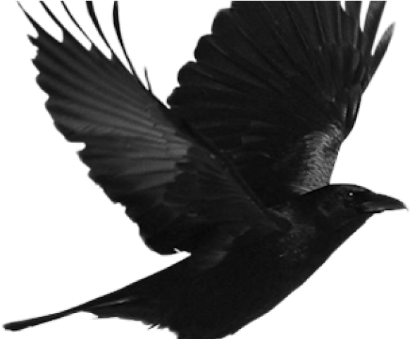 Transparent Crow Png - Free Transparent PNG Download - PNGkey