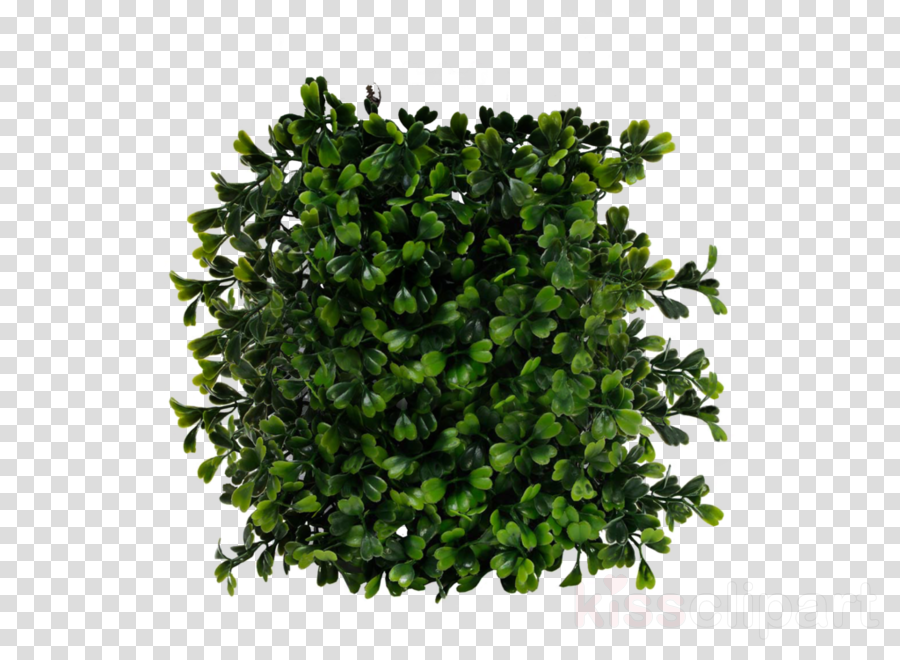 Bush Top View Png Clipart Shrub - Fluval Chi Boxwood Aquarium Ornament ...
