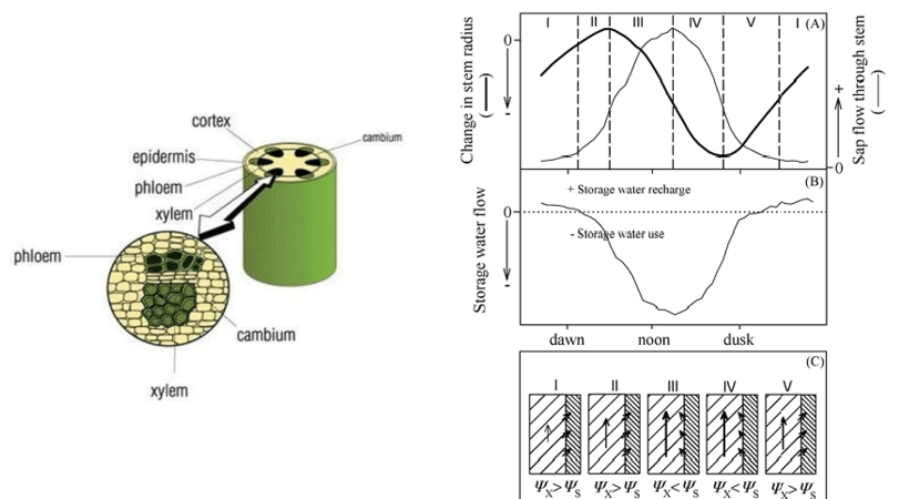Download 4 Cross Section Of The Tree Trunk 5 Daily Dynamics - Xylem And ...