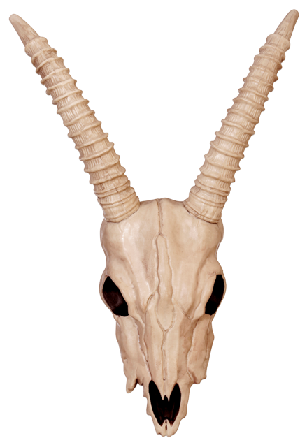 Download Gazelle Skull-bone - Crazy Bonez - Gazelle Skull PNG Image ...