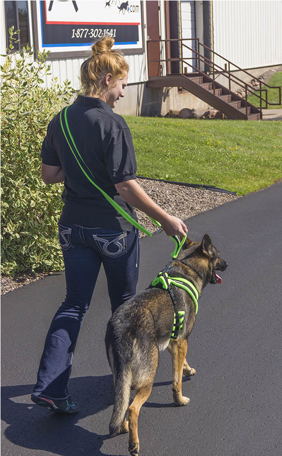 Download Eezwalker Hands Free Dog Leash - Old German Shepherd Dog PNG ...