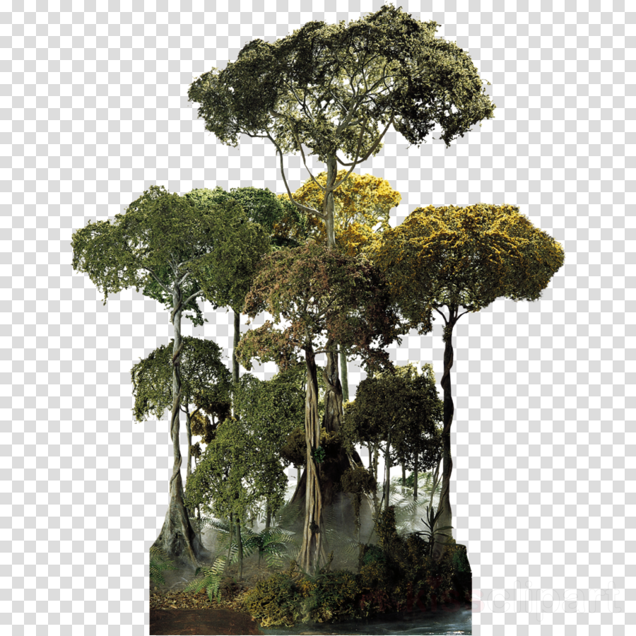 Rainforest Png Clipart Amazon Rainforest Tropical Rainforest - Rainforest Tree Png - Free ...