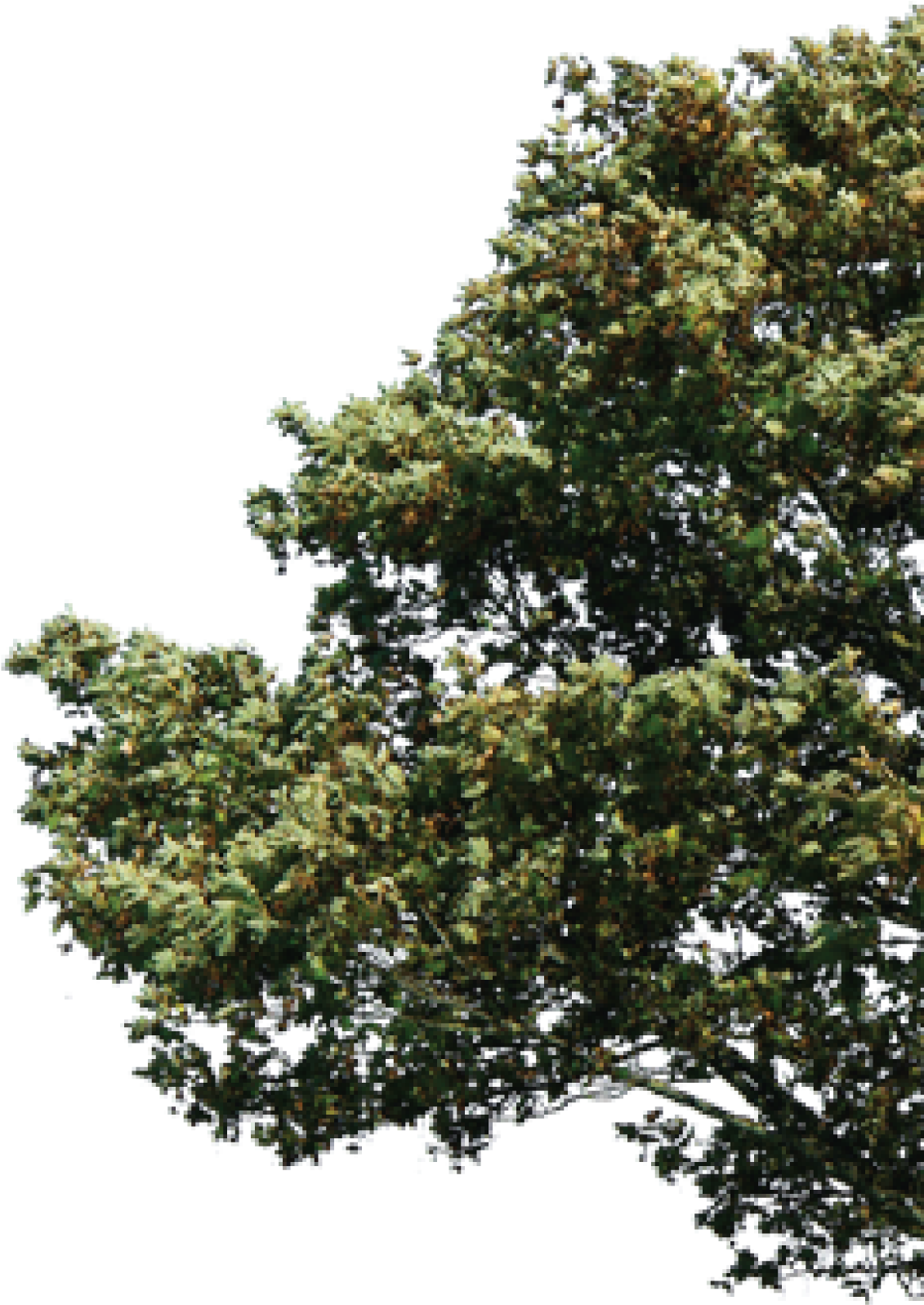 Download Archive Caleb Cooper - Tree From Side Png PNG Image with No ...