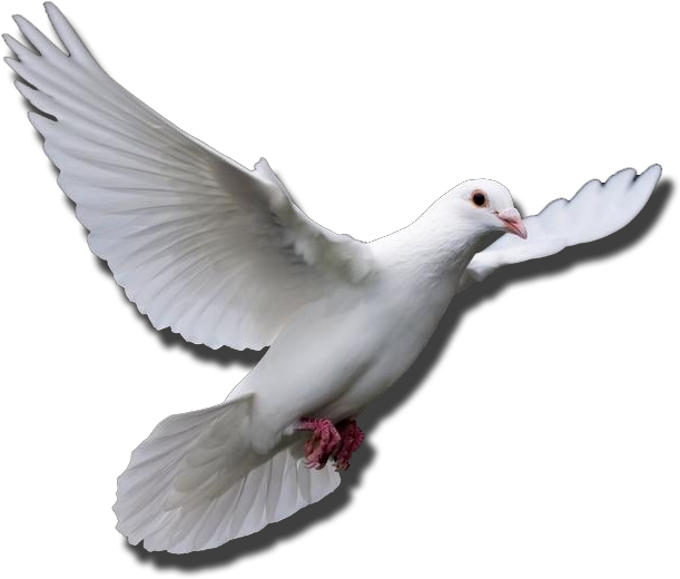 Download Funeral Doves Png - Flying Dove Gif Transparent PNG Image with ...