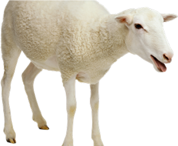 Download Sheep Png Transparent Images - Transparent Sheep Png PNG Image ...
