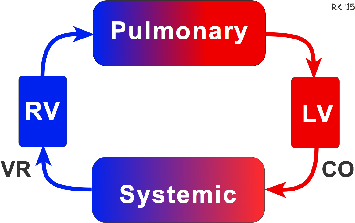 Download Closed Cardiovascular System - Venous Return In Heart PNG ...