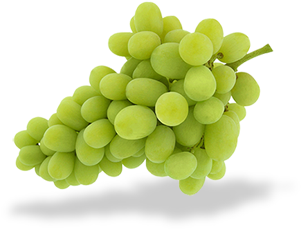 Redfrutas Uvas Thompson - Grape - Free Transparent PNG Download - PNGkey