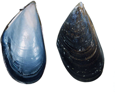 Mussel Shell - Baltic Clam - Free Transparent PNG Download - PNGkey