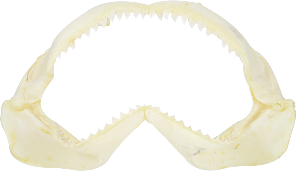 Shark Jaw - Various Sizes - Shark Jaw 10" Medium - Natural Bone - Free ...