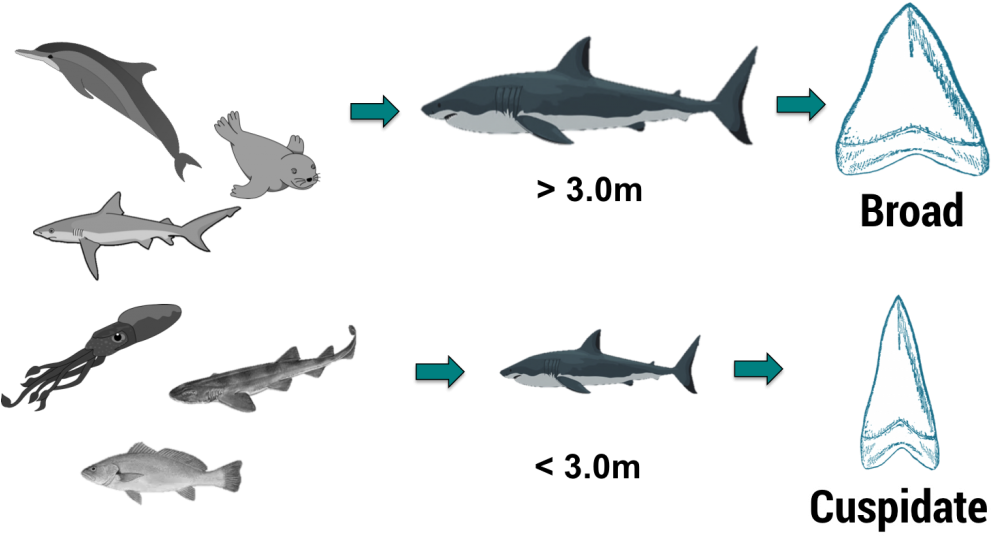 Download Accepted White Shark Food Chain And Concurrent Perceived ...