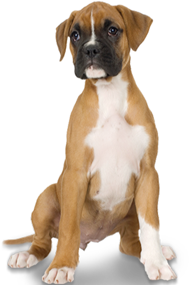 Download Dog Teeth Png Clipart Free Stock - Pirate Boxer Dog Ornament ...