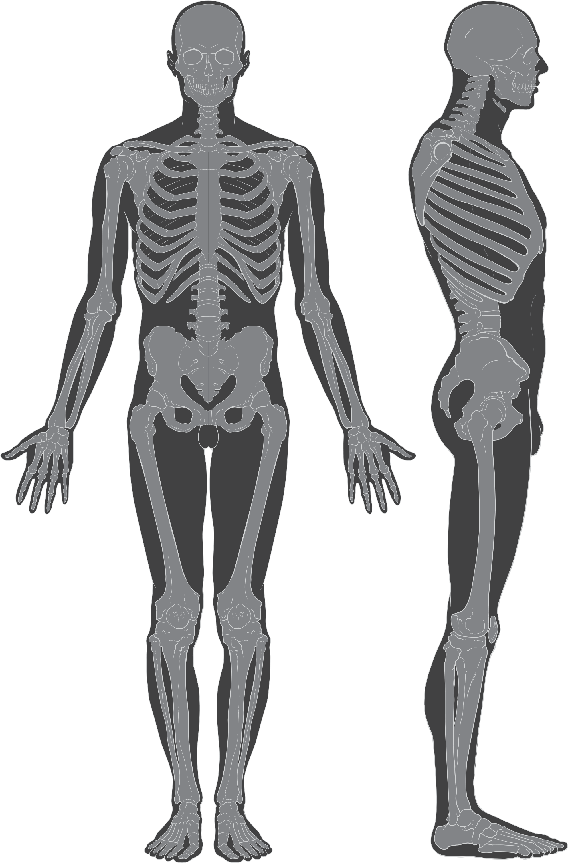 Download Open - Human Skeleton With Flesh PNG Image with No Background ...