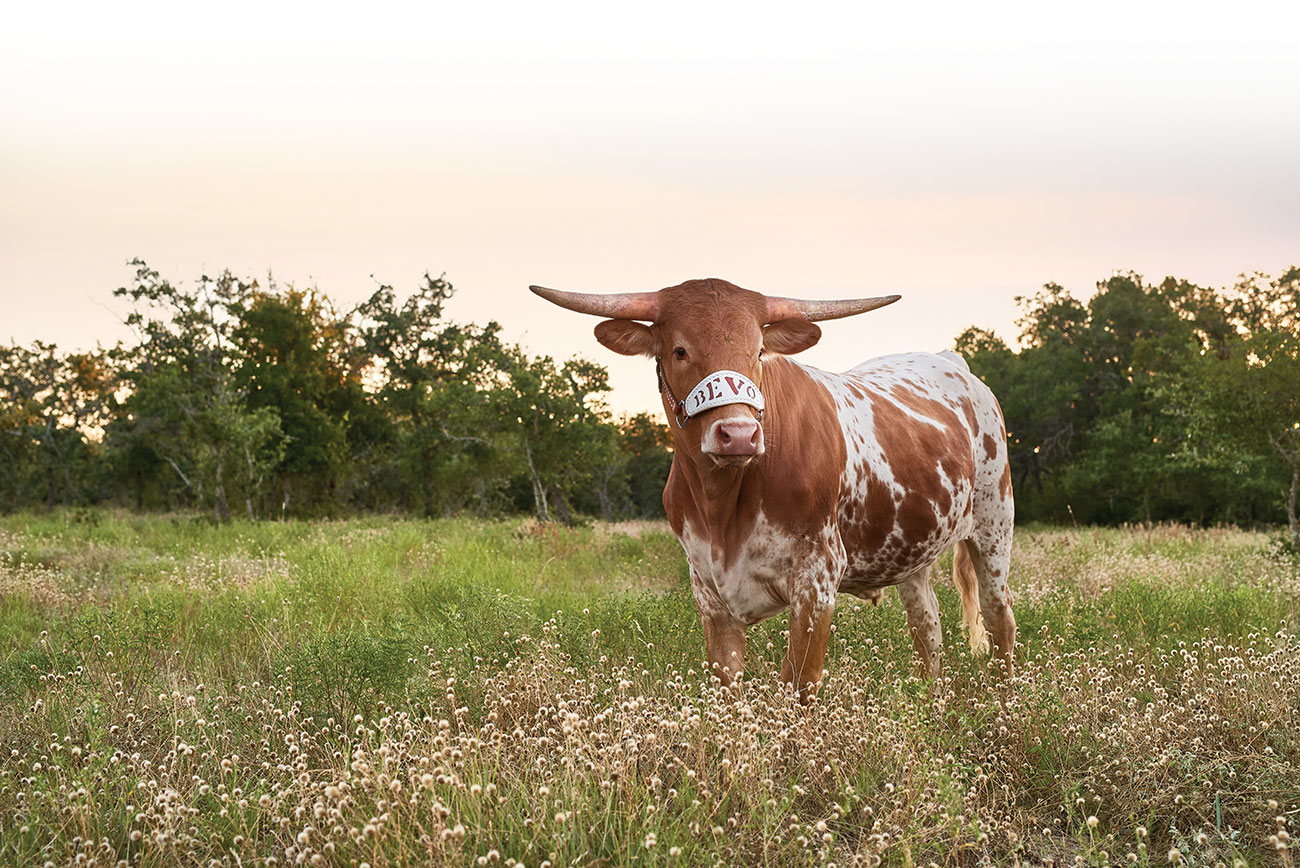 Download Baby Bevo Xv PNG Image with No Background - PNGkey.com