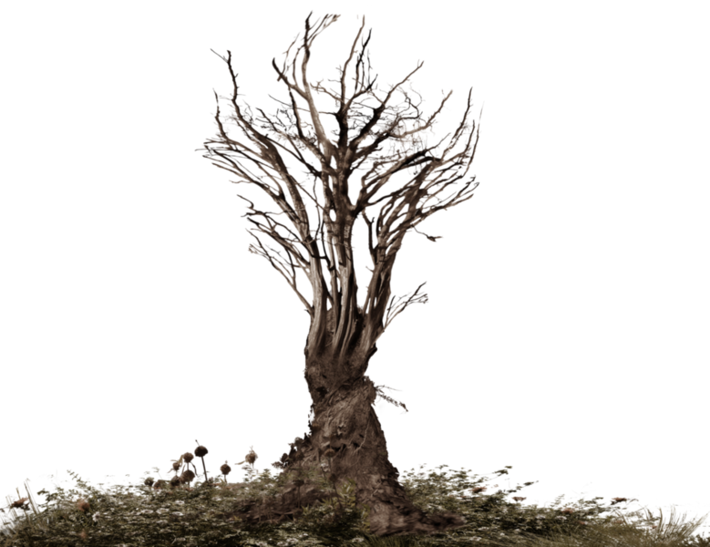 Download Share This Image - Tree Roots Transparent Png PNG Image with ...
