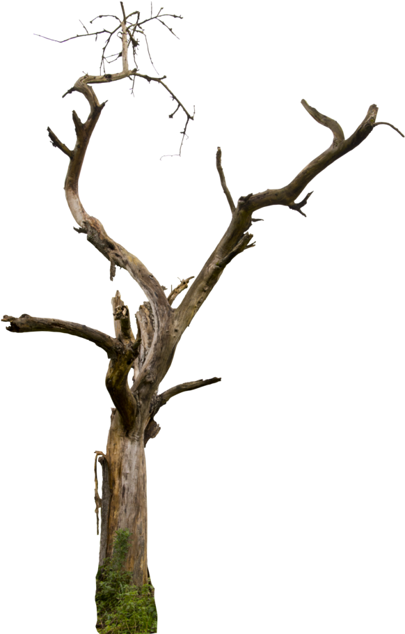 Download Dead Tree 04 Hq By Gd08 - Transparent Background Tree Branch ...