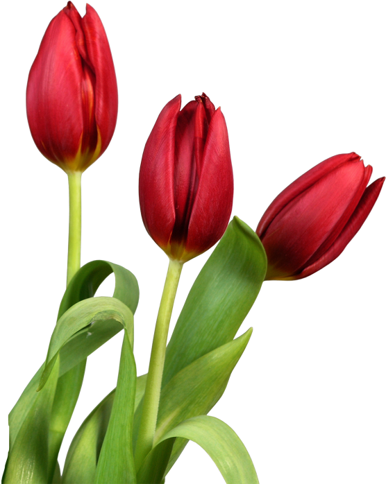 Download Tulip Png Image - Tulips Flower Transparent PNG Image with No ...