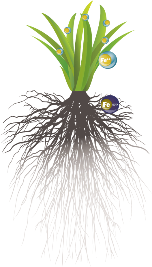 Download Liquid Soil Vs Liquid Foliar Illustration - Soil PNG Image ...