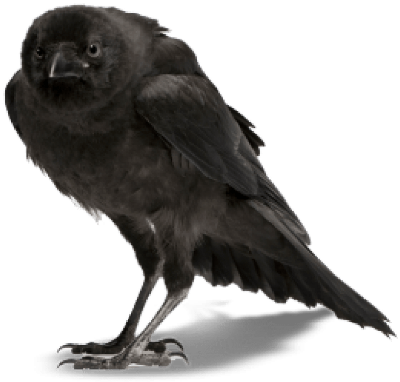 Download Free Png Crow Png Images Transparent - Crow Png PNG Image with ...
