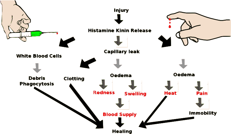 Download Inflammation Clipart Icon Png - Inflammation PNG Image with No ...