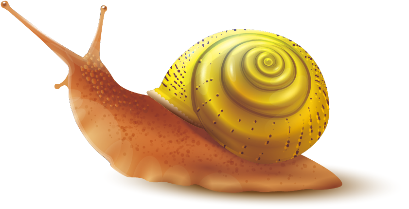 Download Snail Slime Png - Snail Shell Transparent Background Png PNG ...