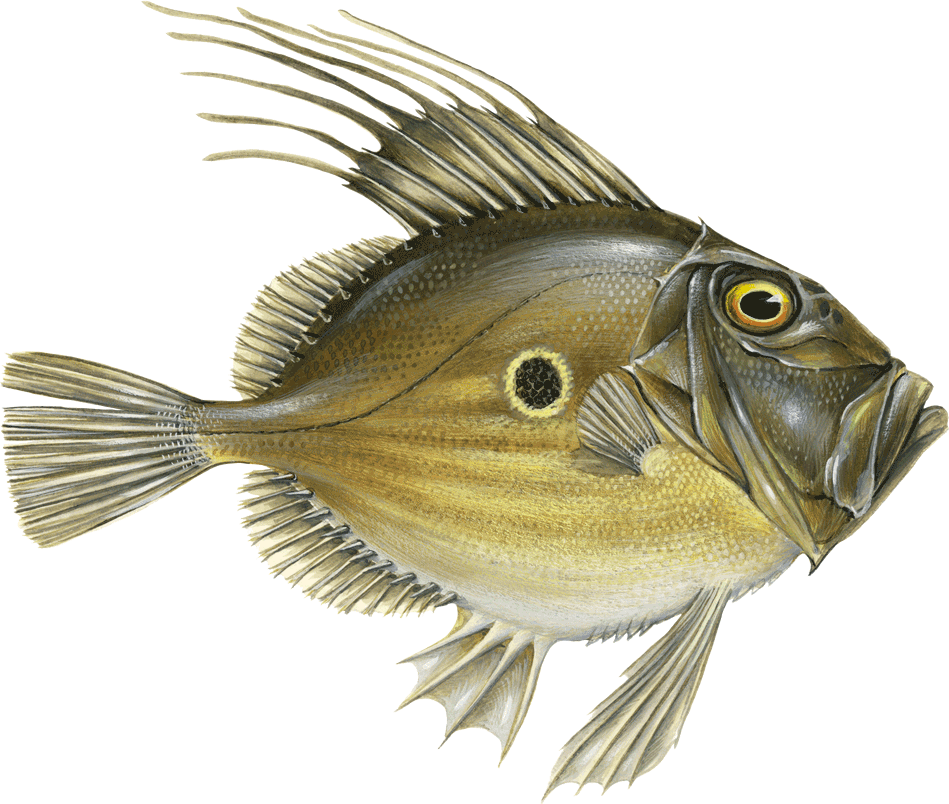 Zeus Faber John Dory - John Dory - Free Transparent PNG Download - PNGkey