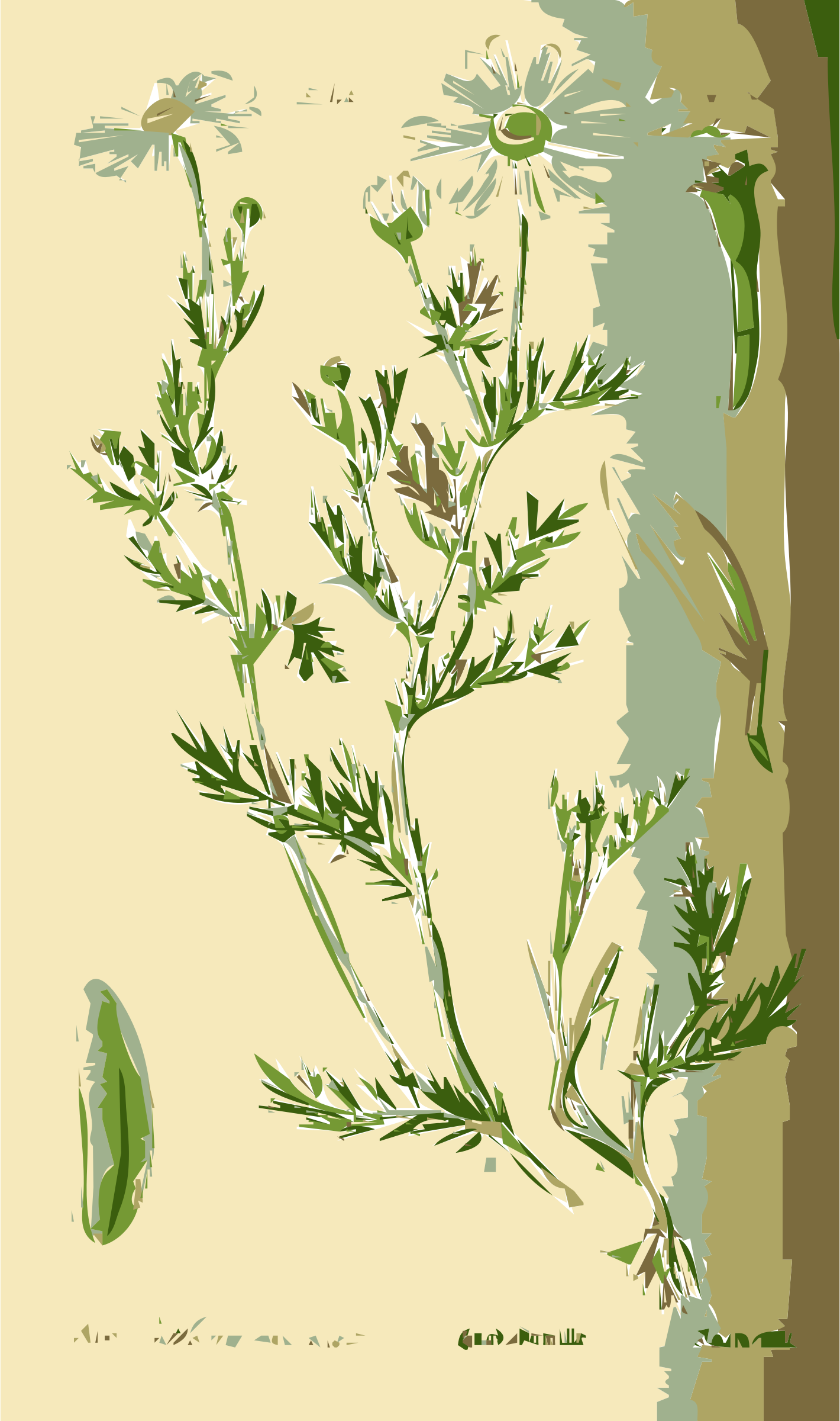 This Free Icons Png Design Of Illustration Of The Anthemis - Free ...