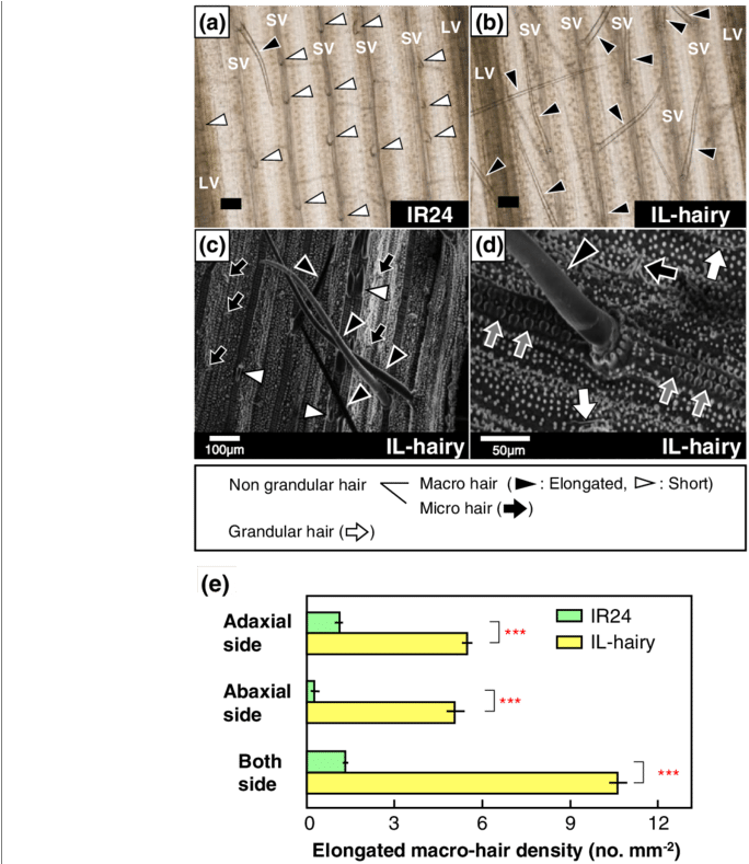 Download Light Microscopic And Scanning Electronic Microscopic - Common ...