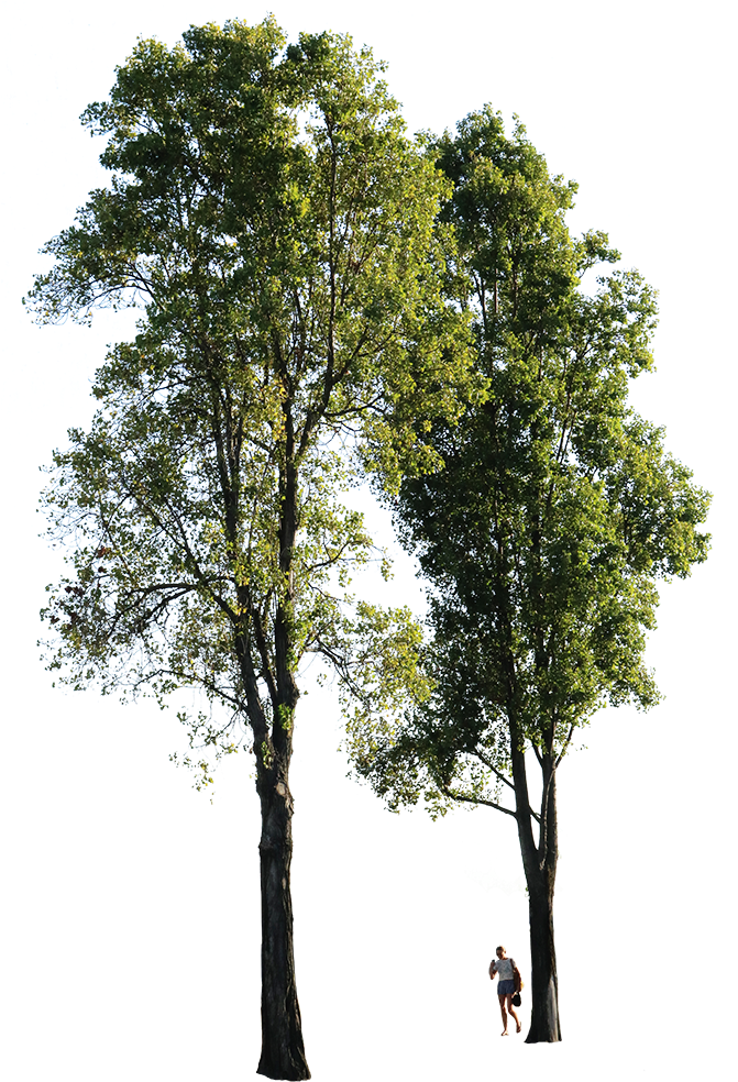 Download Populus Nigra Group People - Tree Png High Quality PNG Image ...