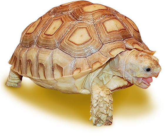 Sulcata Tortoise - Sulcata Tortoise Shell - Free Transparent PNG ...