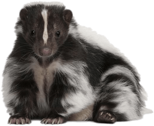 Download Cute Skunk - Skunk Transparent PNG Image with No Background ...