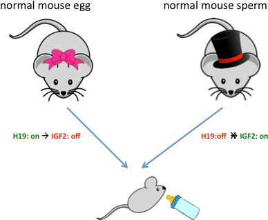 Mommy 1 And Mommy - Cartoon Mouse Shower Curtain - Free Transparent PNG ...