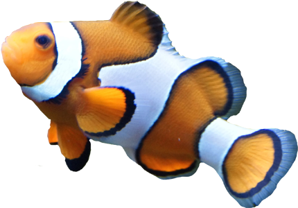 Download Fish With No Background PNG Image with No Background - PNGkey.com