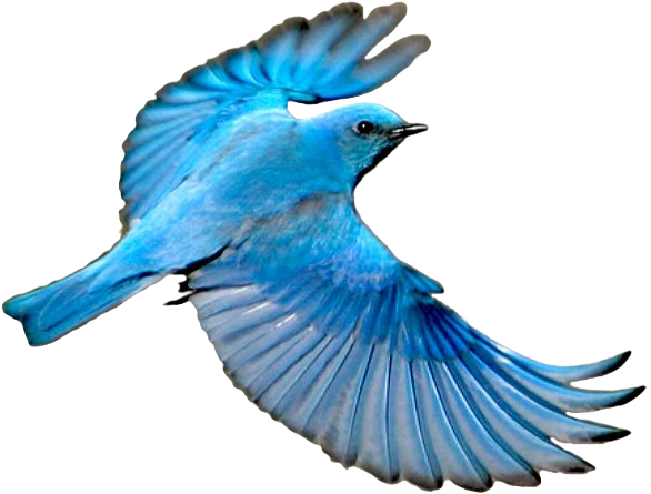 Blue Bird Flying - Flying Mountain Blue Bird - Free Transparent PNG ...